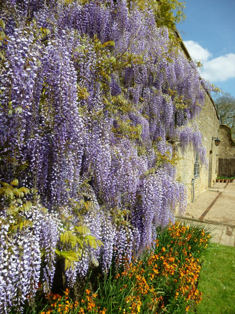 A Guide to Vines and How to Vine Beauty - Houndscroft farm